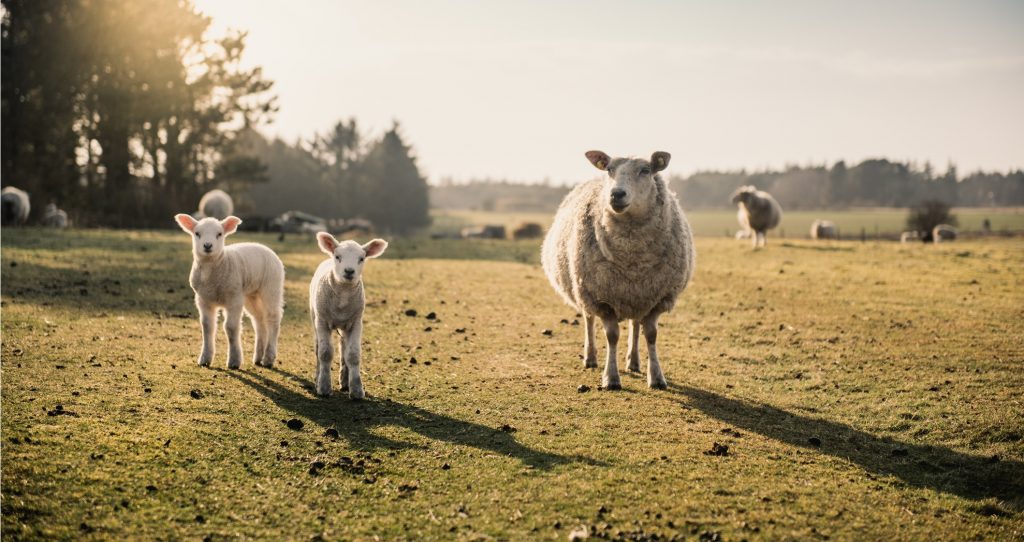 Sheep family - Va-Vite